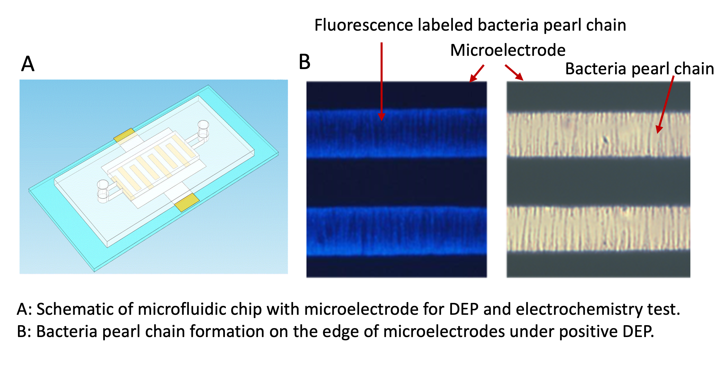 3. Pathogenic bacteria rapid detection and biofilm monitoring